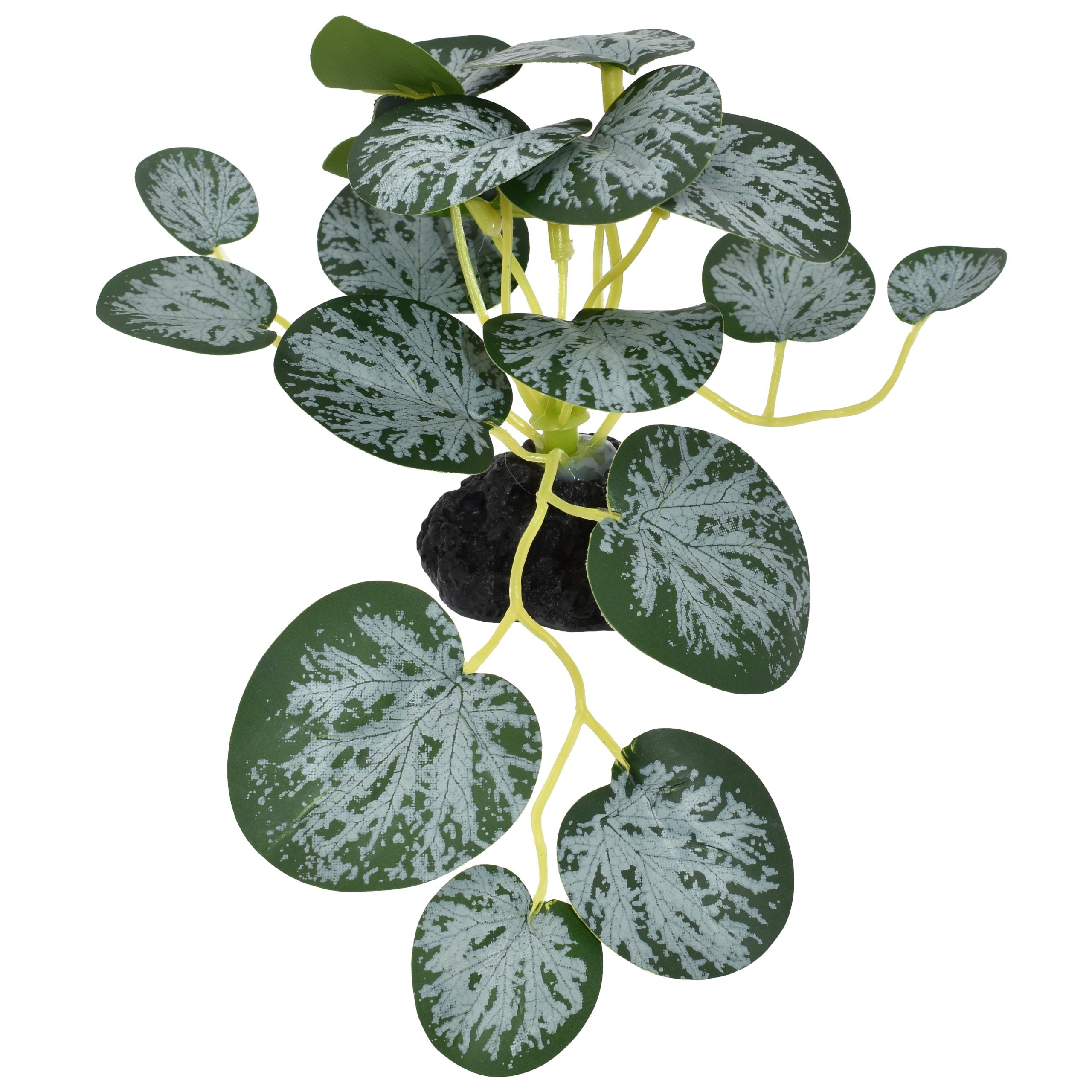 Komodo Standing String of Hearts Plant 3.5 inch – KensFish.com