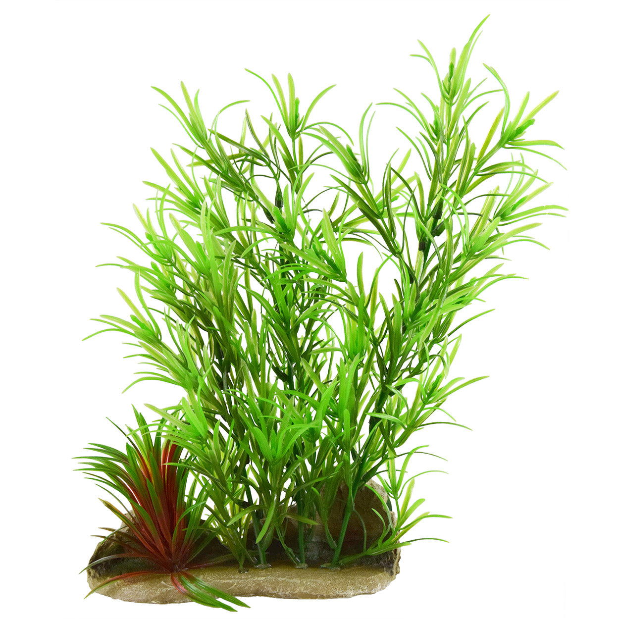 Underwater Treasures Bamboo On Root Plant – KensFish.com