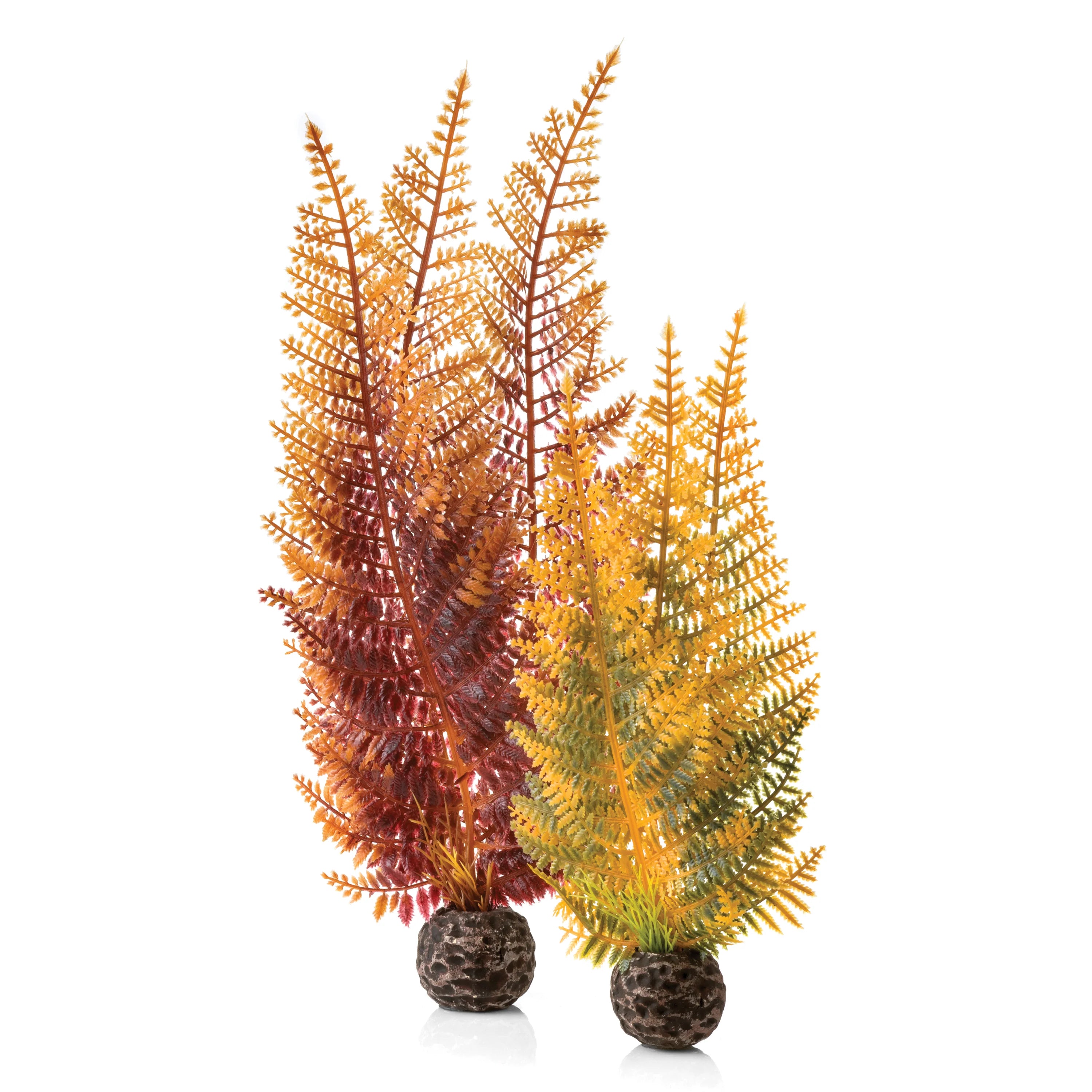Oase Biorb Fern Plant Set Multicolor – KensFish.com