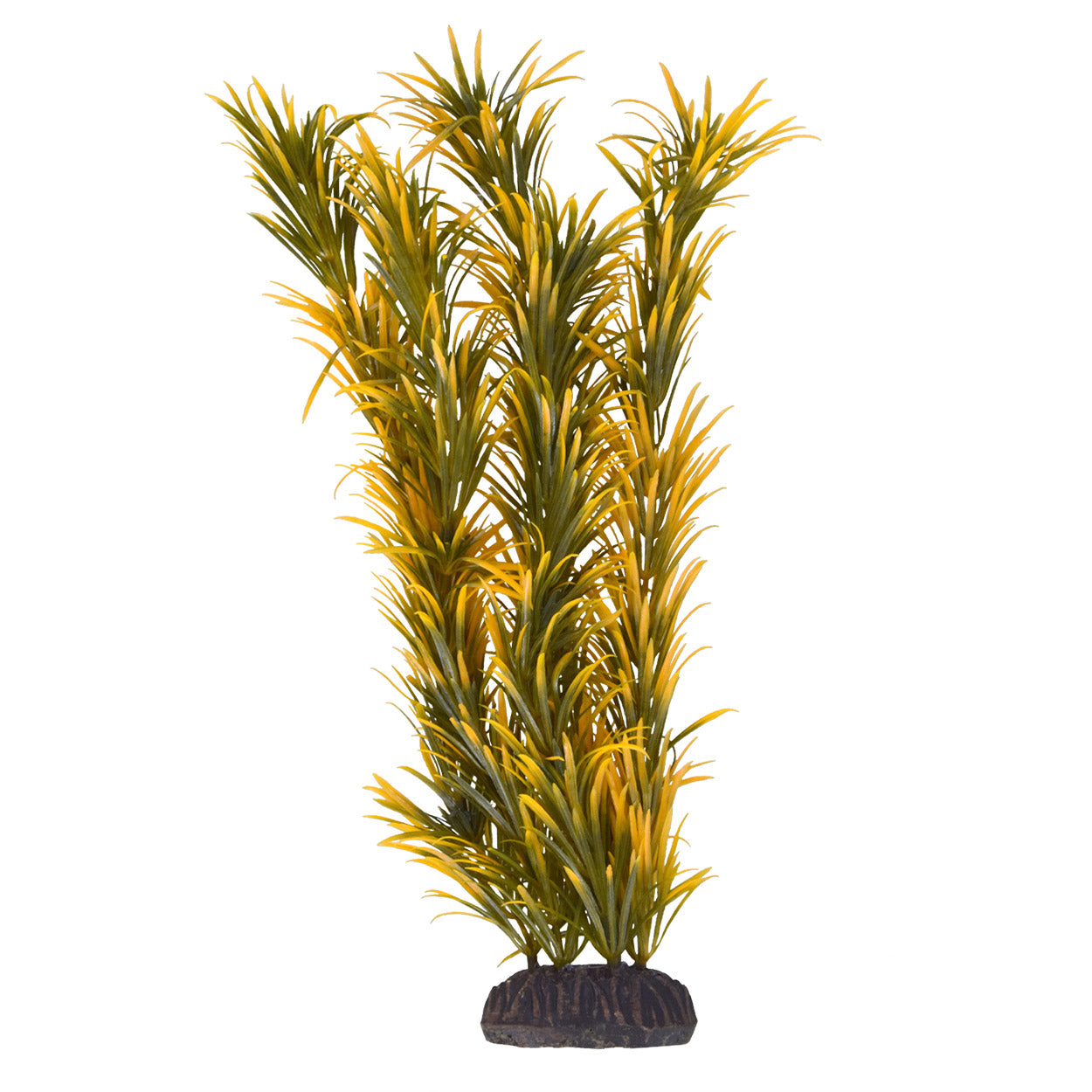 Underwater Treasures Mayaca Orange Plant 12 inch – KensFish.com