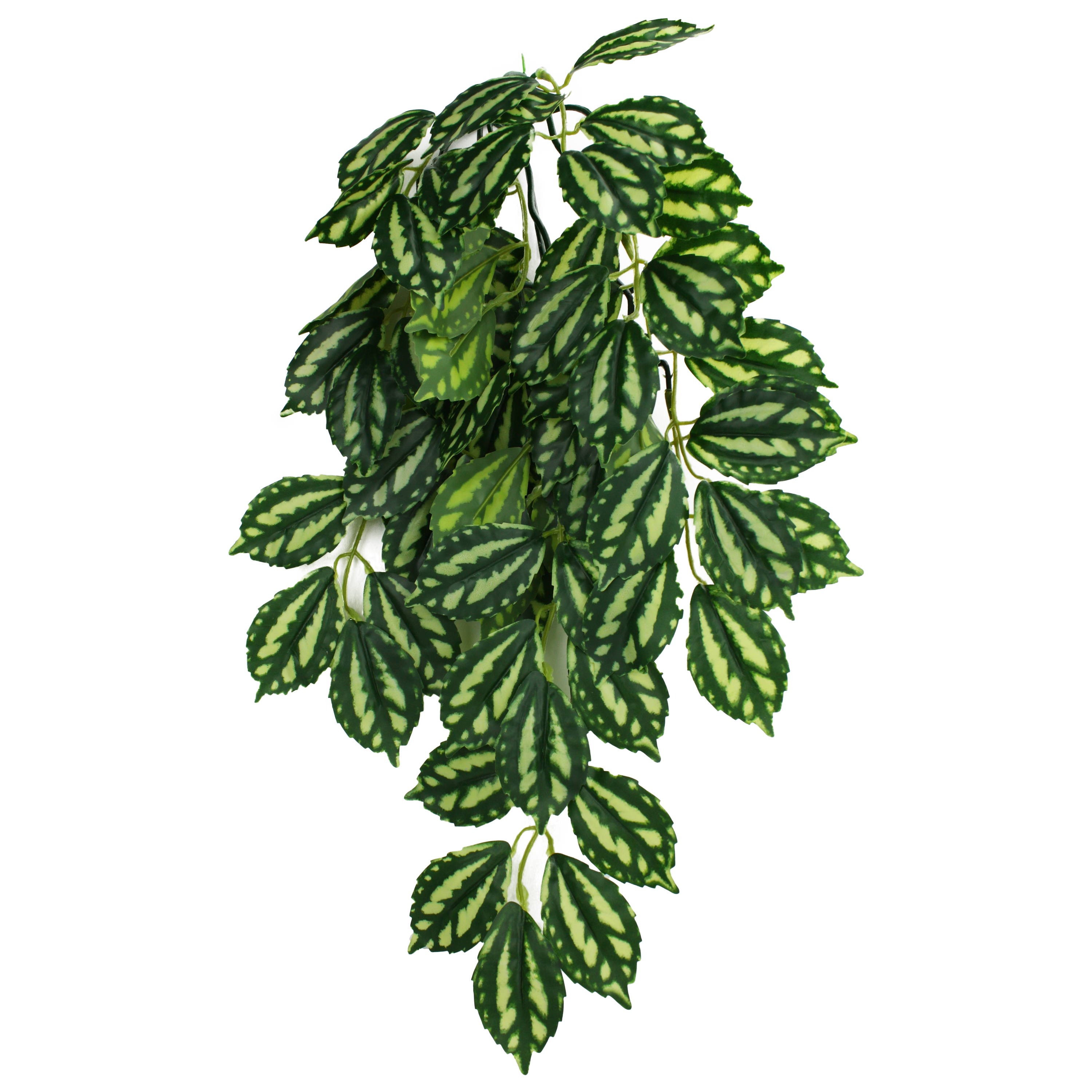 Komodo Two Tone Climbing Plant – KensFish.com