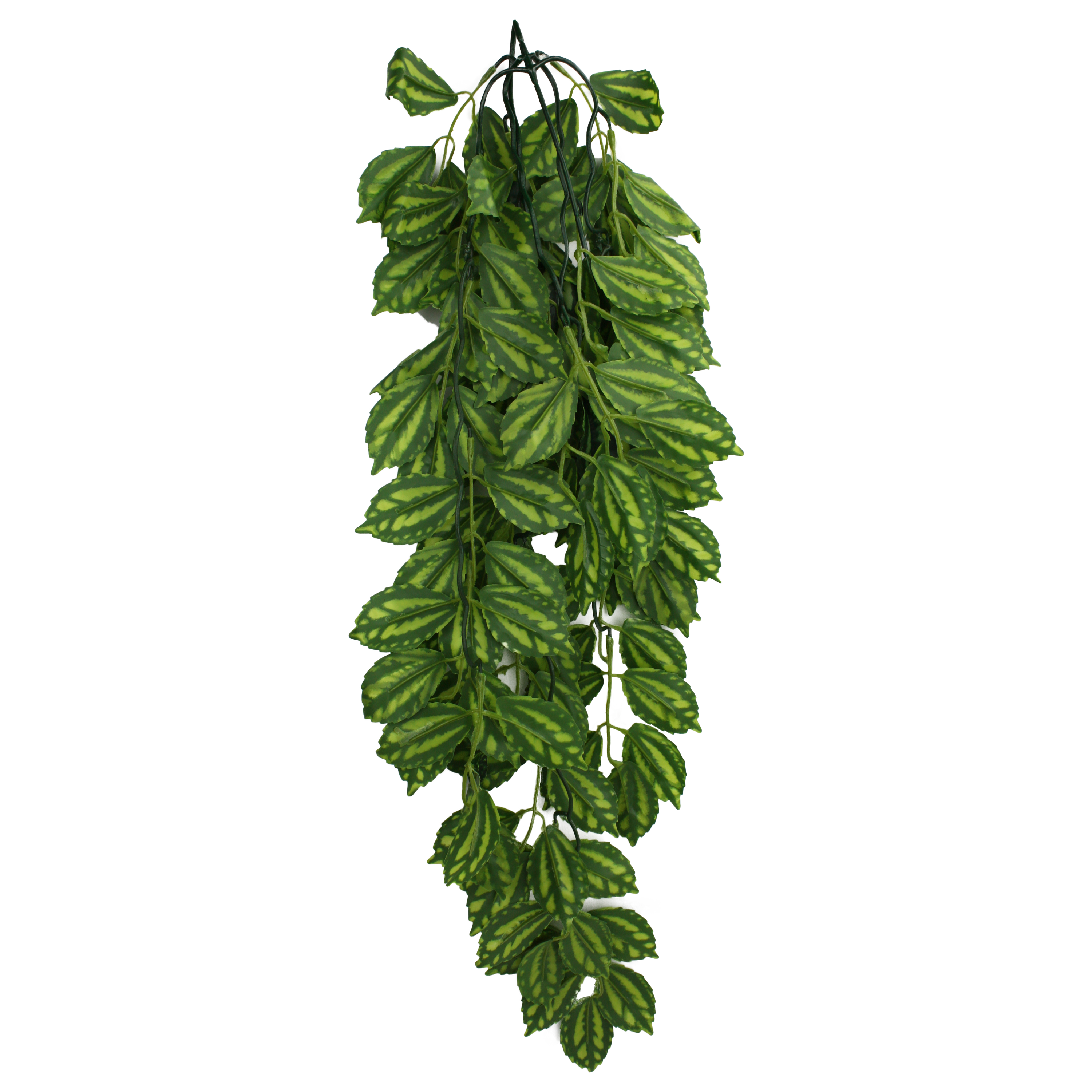 Komodo Two Tone Climbing Plant – KensFish.com