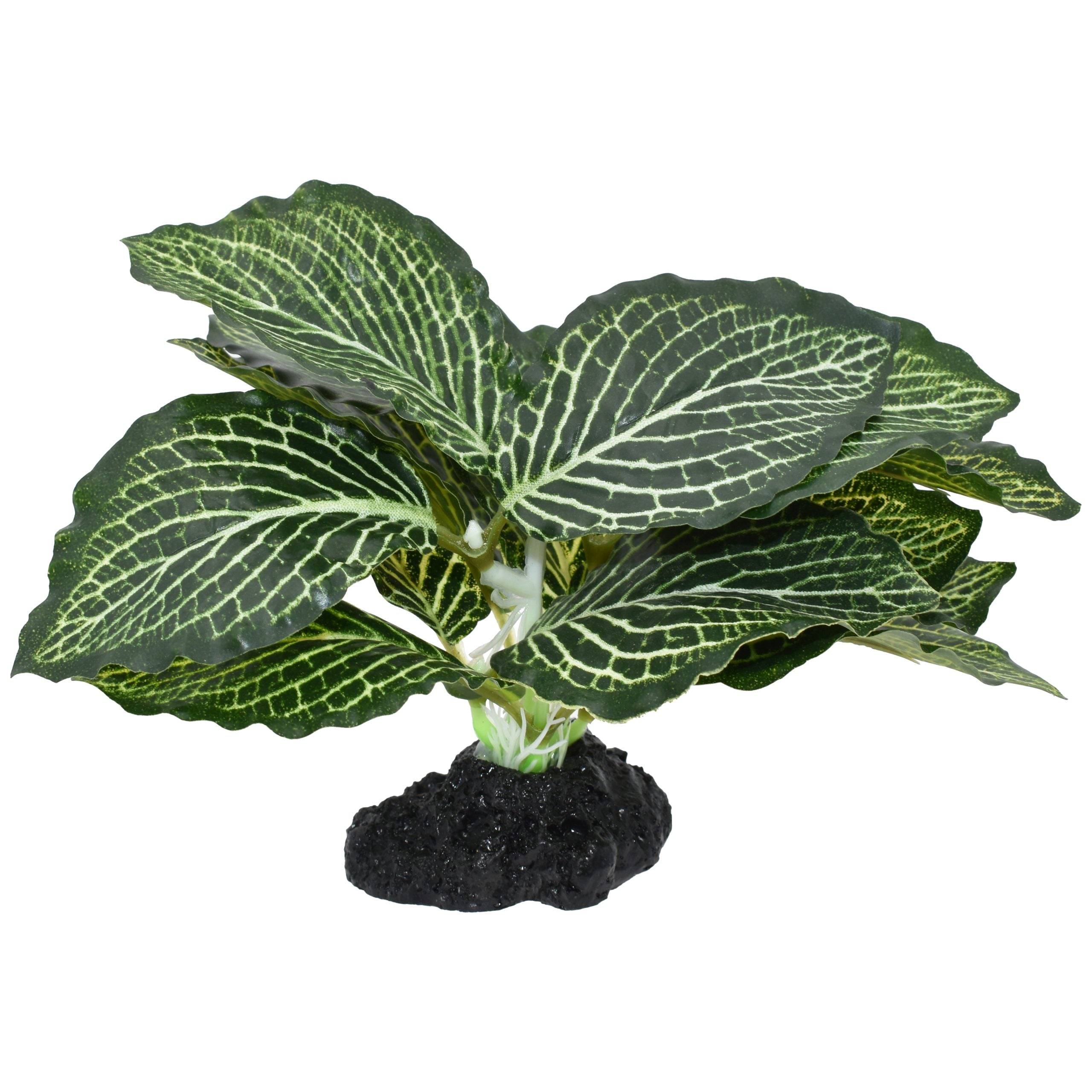 Komodo Standing Vein Plant 4 Inch – KensFish.com