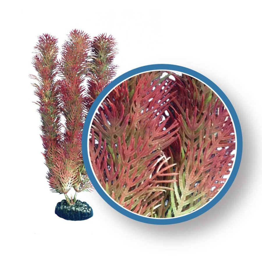 Weco Freshwater Pro Series Red Cabomba Aquarium Plant – KensFish.com