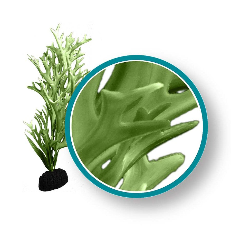 Weco Marine Pro Series Green Giant Kelp Aquarium Plant – KensFish.com