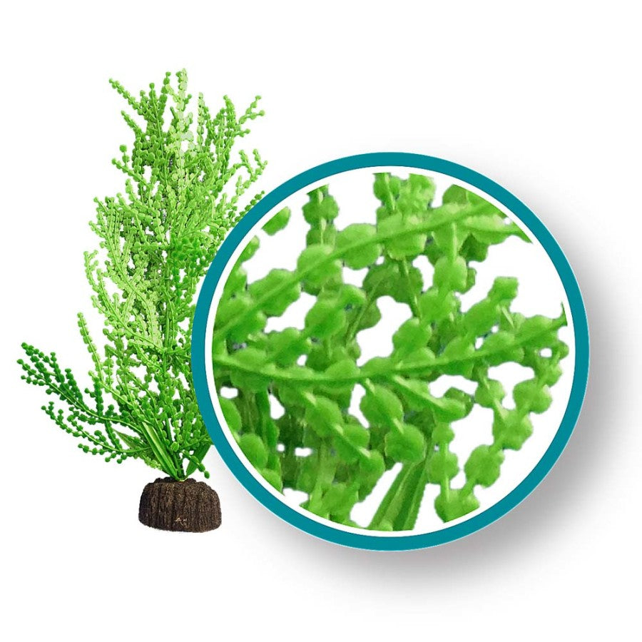 Weco Marine Pro Series Giant Halimeda Aquarium Plant – KensFish.com