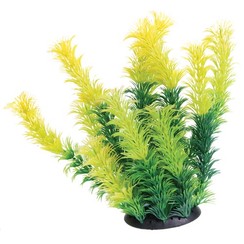 Underwater Treasures Diandra Plant – KensFish.com