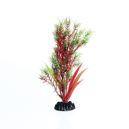 Underwater Treasures Red/Green Springeri Plant – KensFish.com