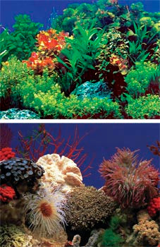 Penn Plax Background Amazon Waters II/Coral Reef 19.25" Tall (Sold by ...