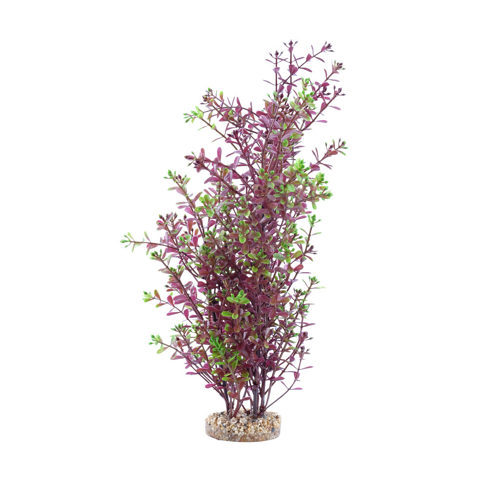 Fluval Aqualife Plant Scapes Red Rotala 10 inch – KensFish.com
