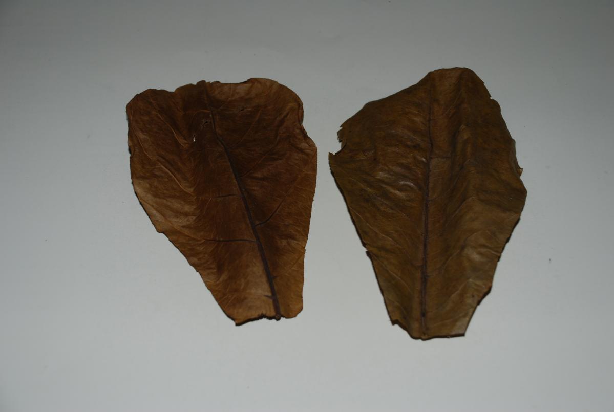 Ken's Premium Catappa Leaves Large 10 Count – KensFish.com