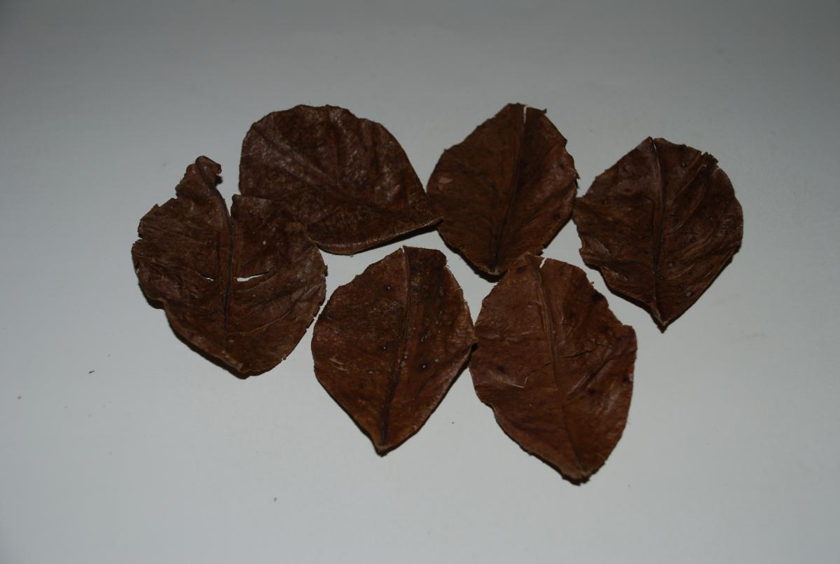 Ken's Premium Catappa Leaves Small 25 Count – KensFish.com